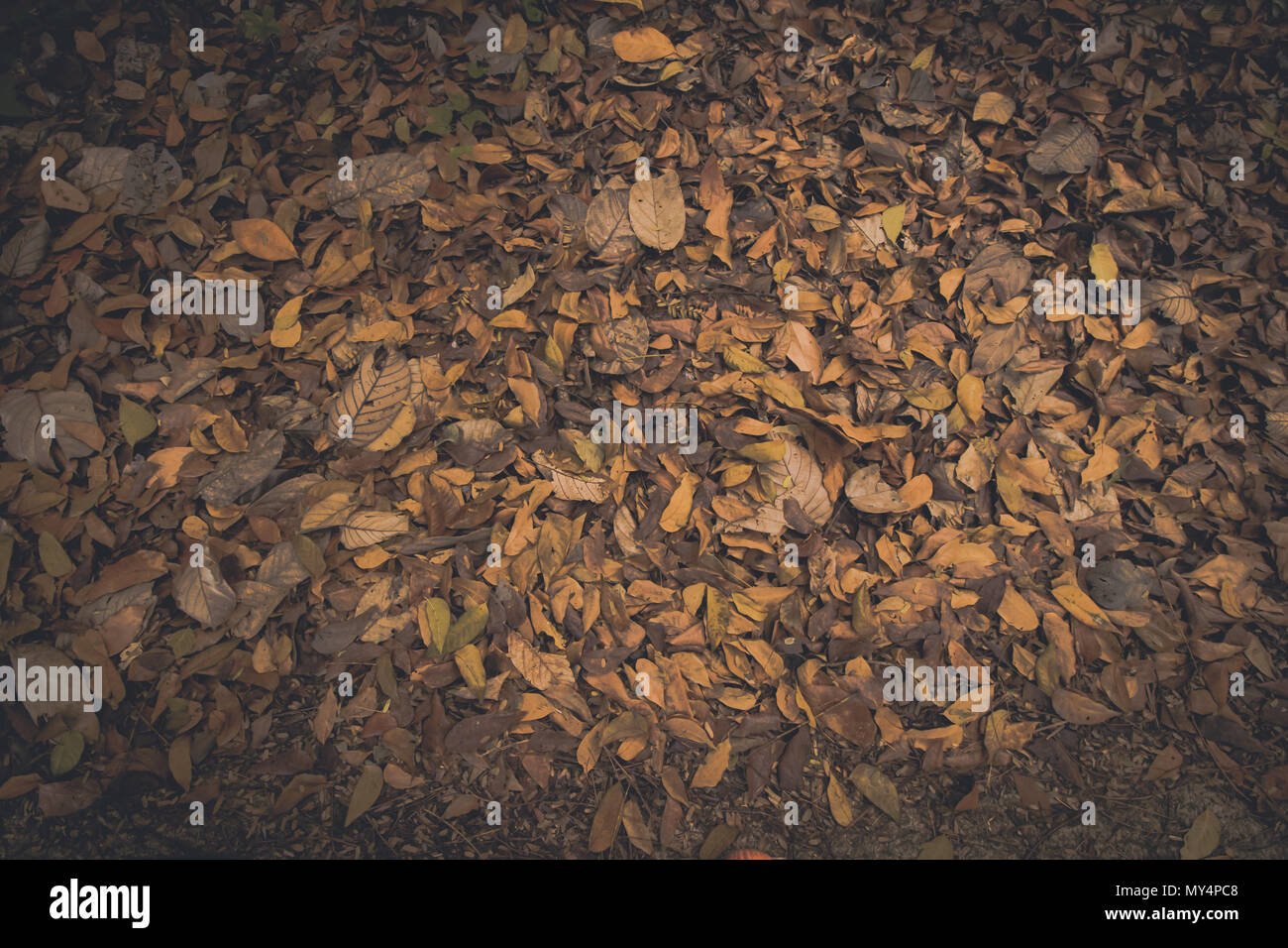 Top view of dead leaf background Stock Photo - Alamy