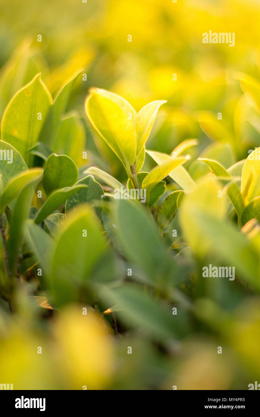 Close up new leaf plant growth up on sunlight background Stock Photo ...