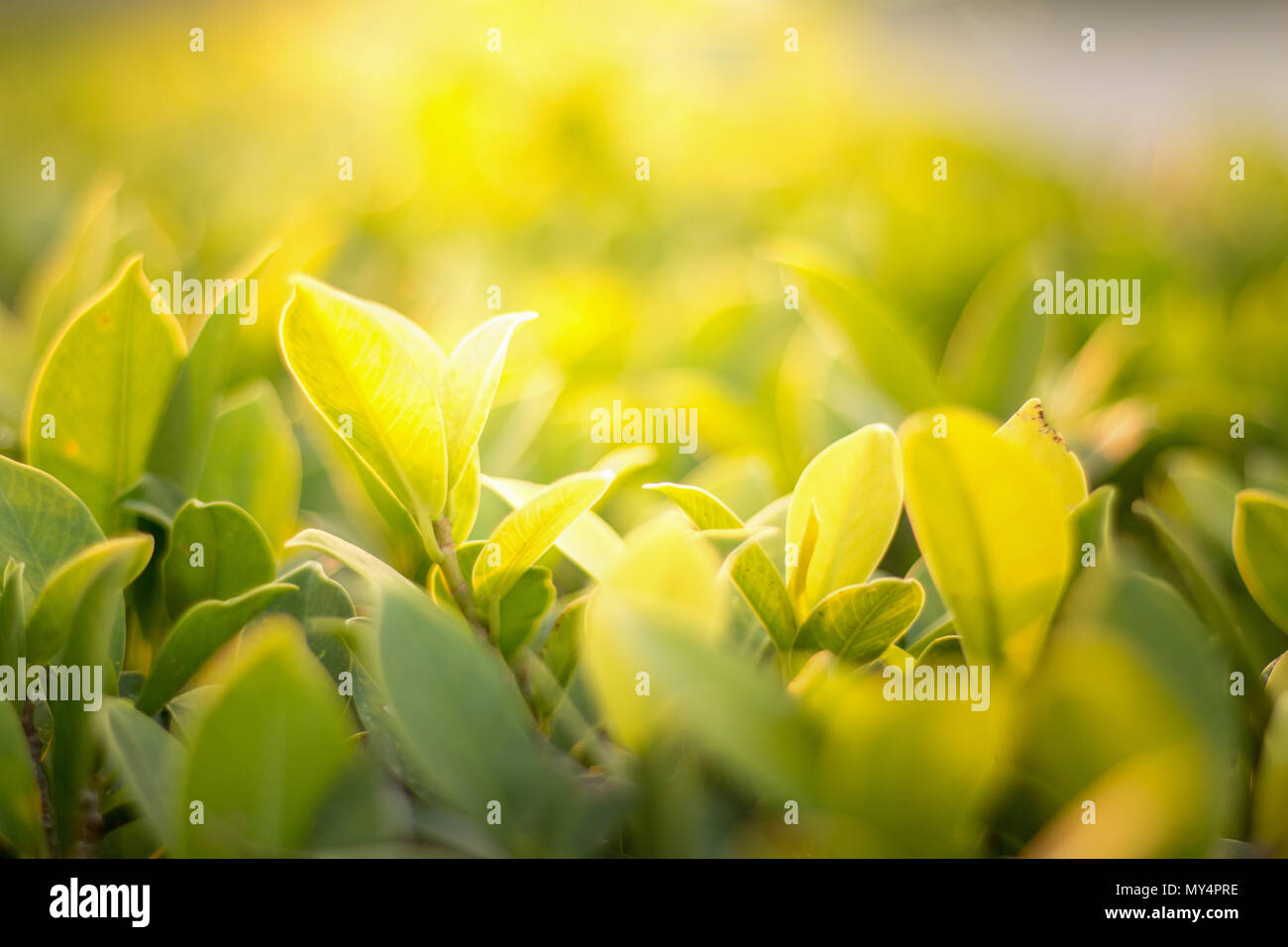Close up new leaf plant growth up on sunlight background Stock Photo ...