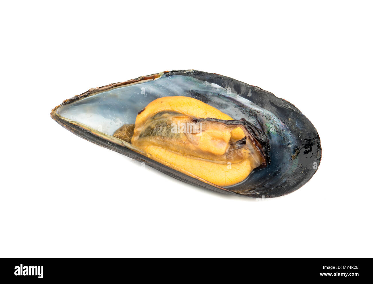Preparation of delicious mussels in the shell isolated on white ...