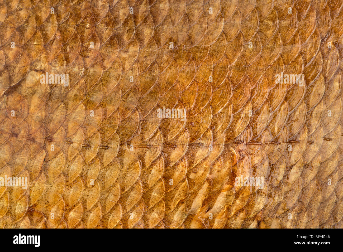 Fish scales close up hi-res stock photography and images - Alamy