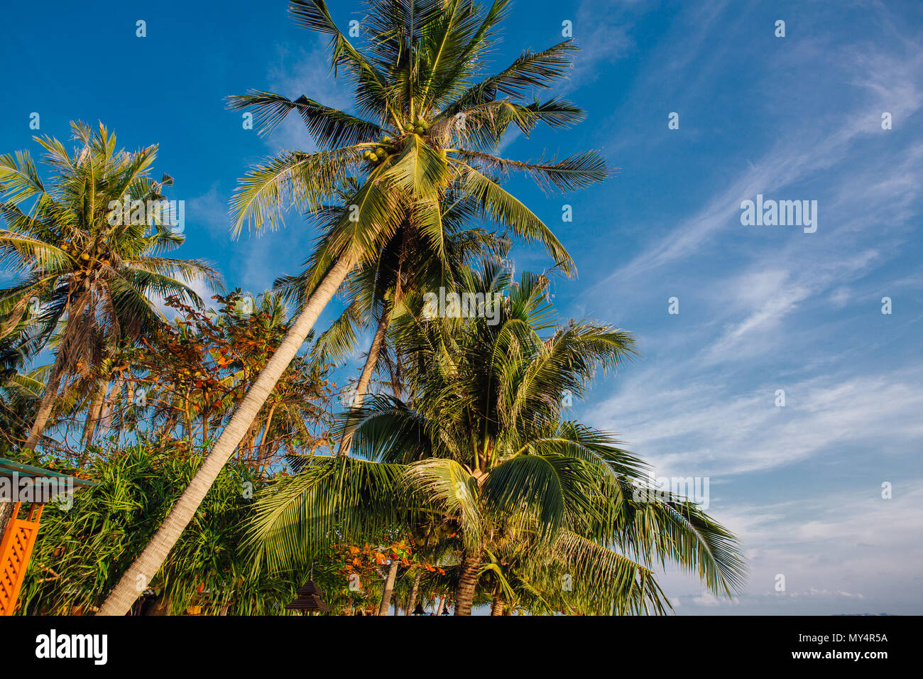 Coconut palm trees on the tropical beach Stock Photo - Alamy