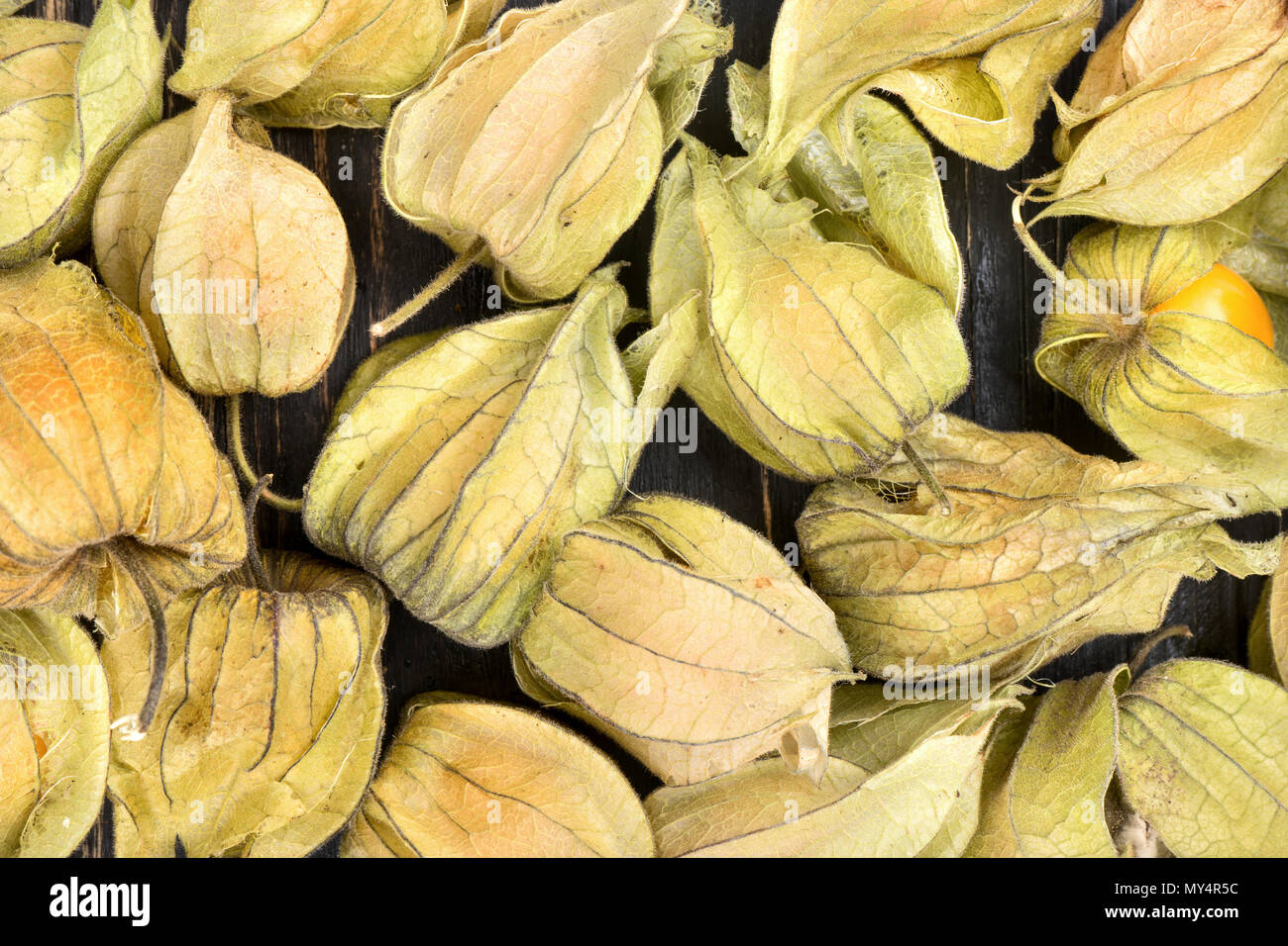 Physalis fruit hi-res stock photography and images - Alamy