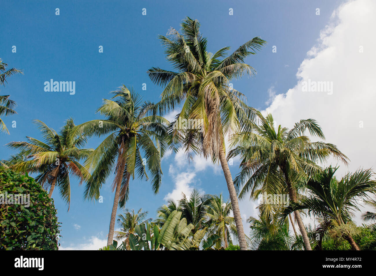 Coconut palm trees on the tropical beach Stock Photo - Alamy