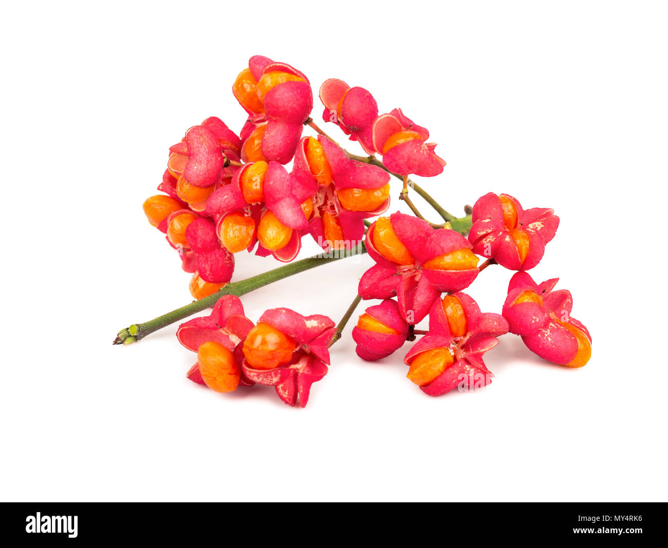 Branch with flowers European euonymus on a white background Stock Photo ...