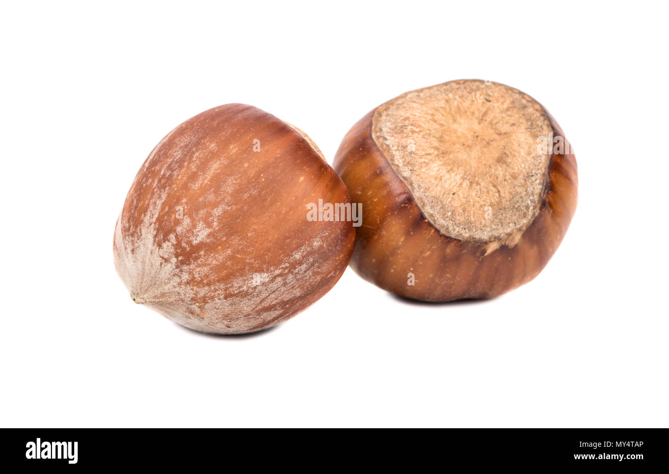 Two fresh hazelnuts in the shell on a white background Stock Photo - Alamy