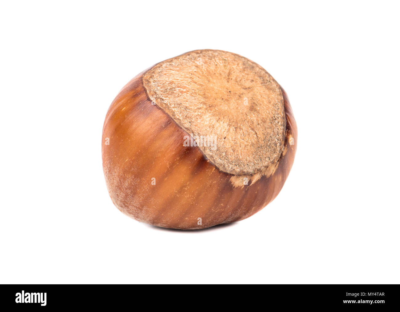 Raw hazelnuts in shell isolated on white background Stock Photo - Alamy
