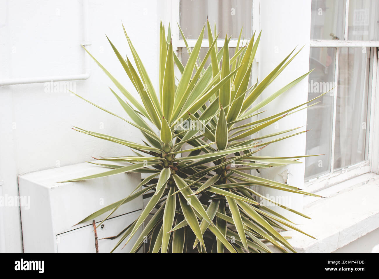 Building plants hi-res stock photography and images - Alamy