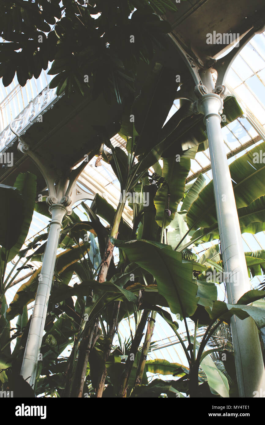 Palm House in the Royal Botanic Gardens London Stock Photo - Alamy