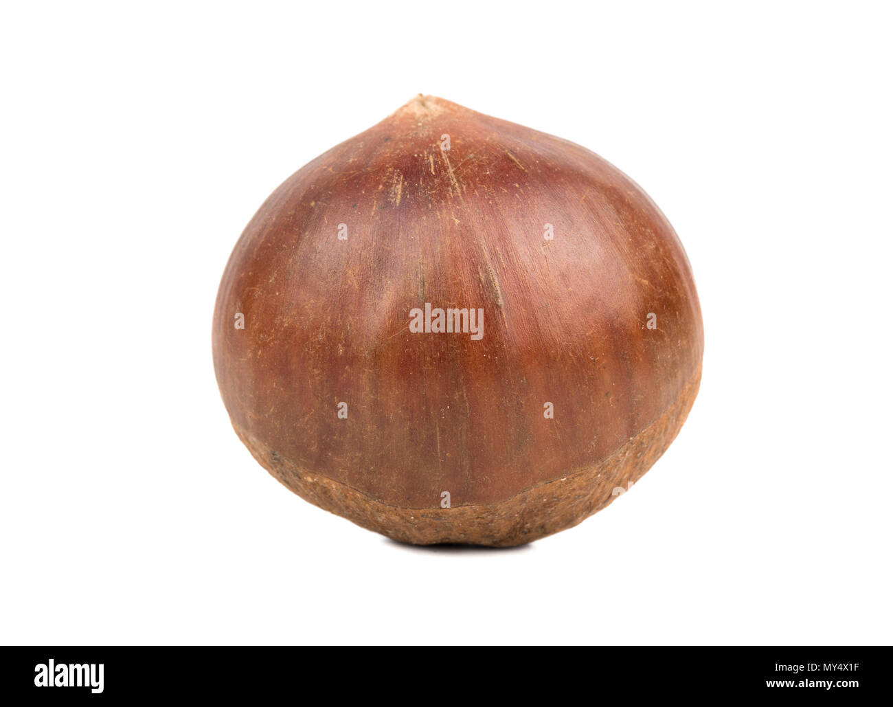 Edible raw chestnut isolated on white background Stock Photo - Alamy