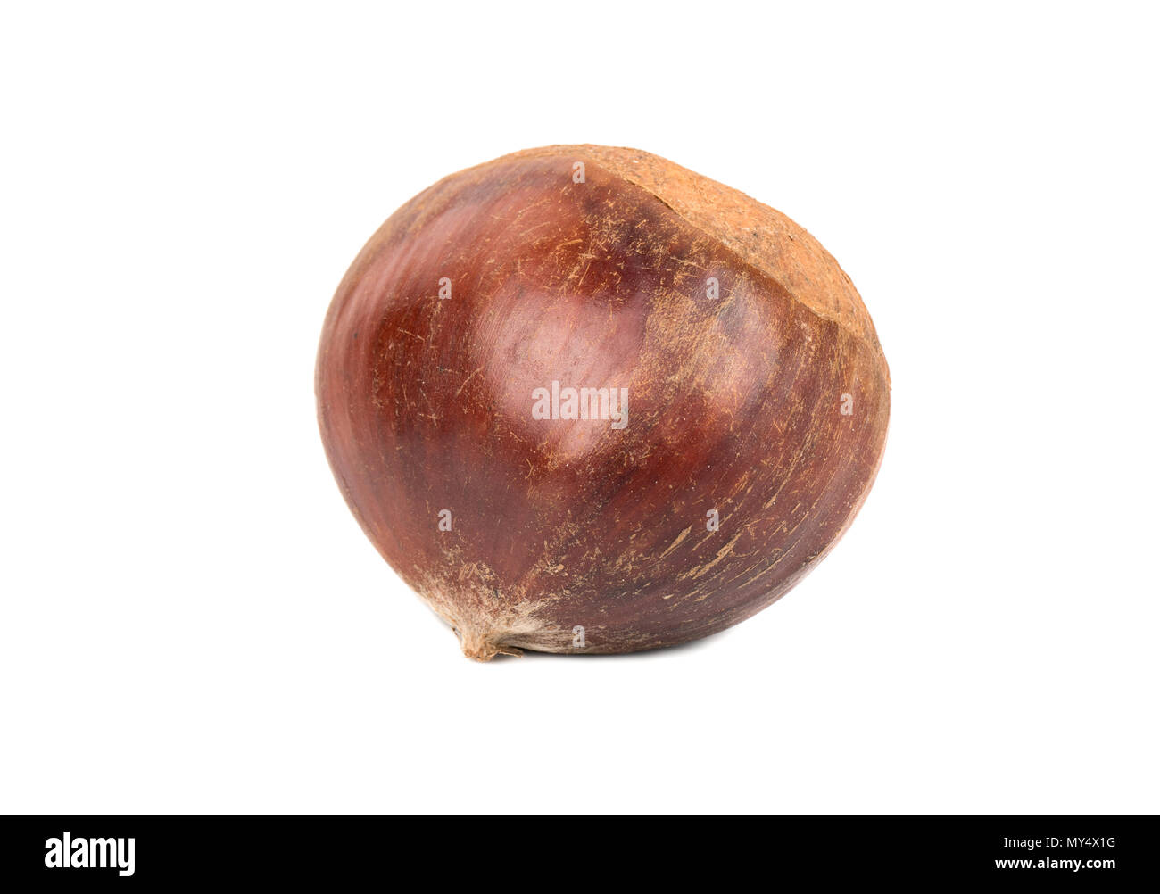 Edible raw chestnut isolated on white background Stock Photo - Alamy