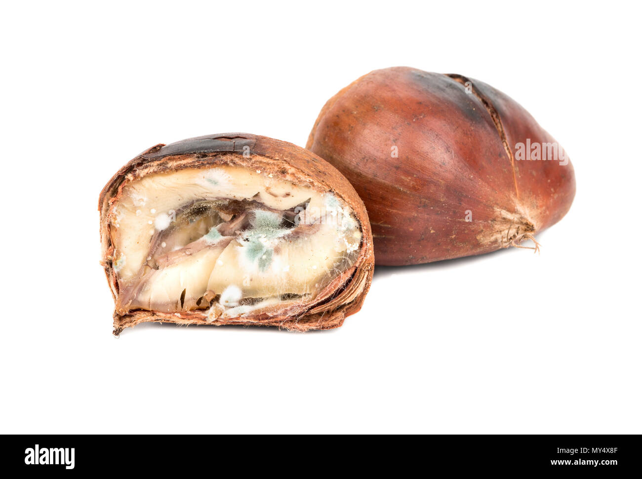 Spoiled nut Cut Out Stock Images & Pictures - Alamy