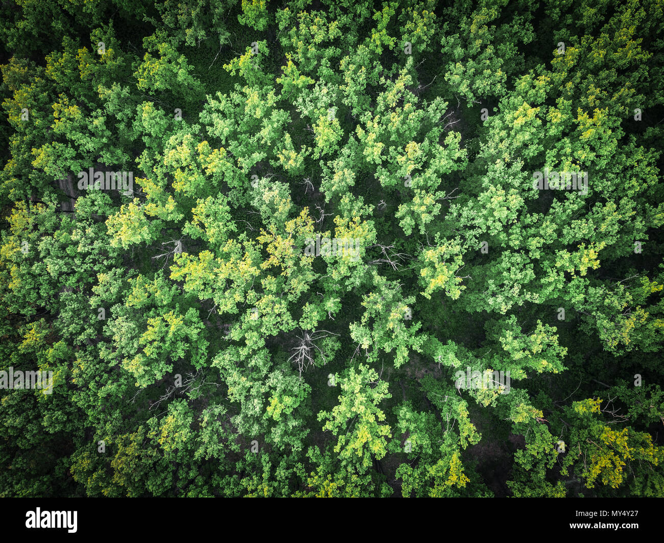 Above view oak birch hi-res stock photography and images - Alamy