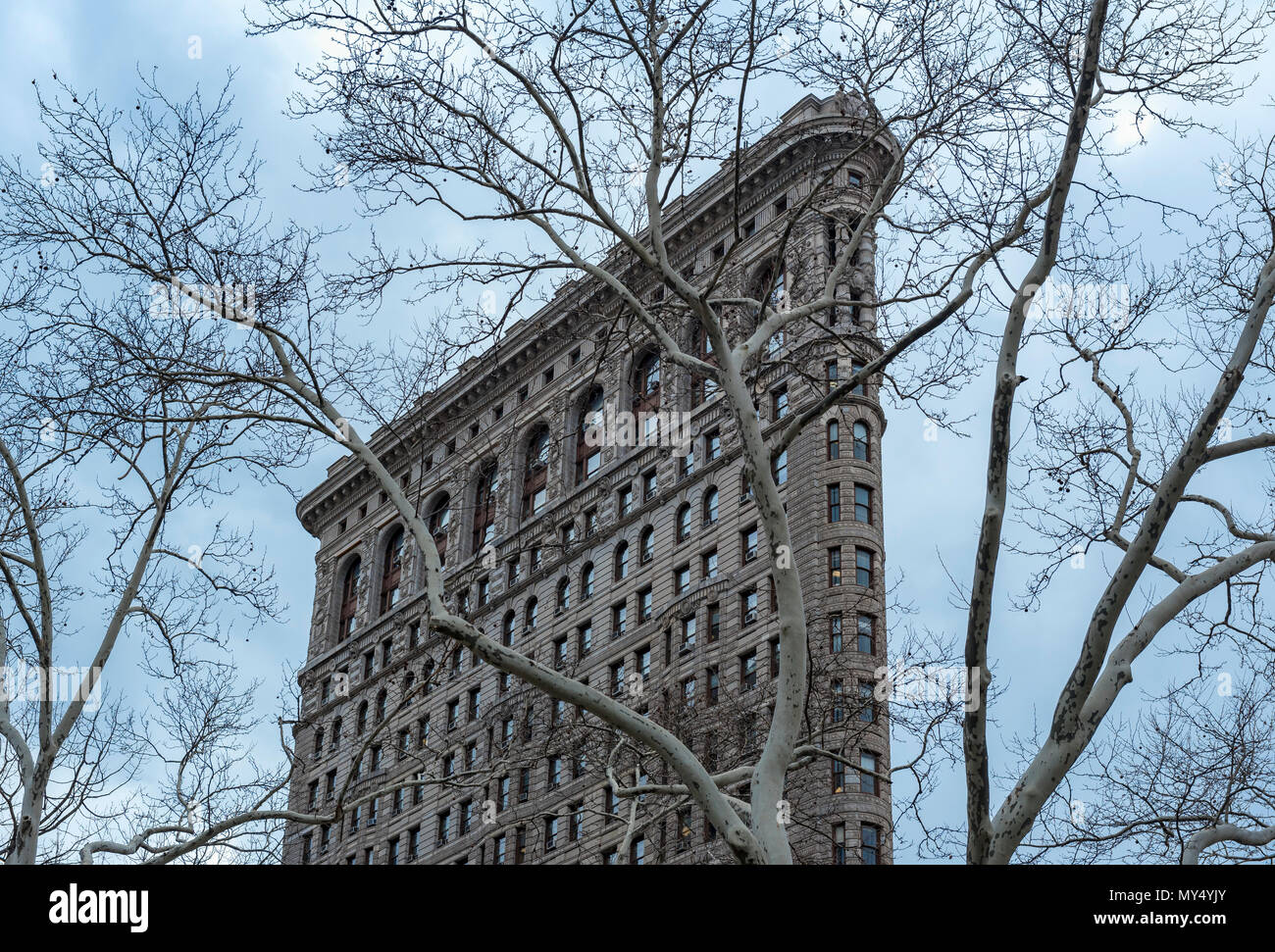 Tree and Flatiron Building, Manhattan, New York City, USA Stock Photo ...