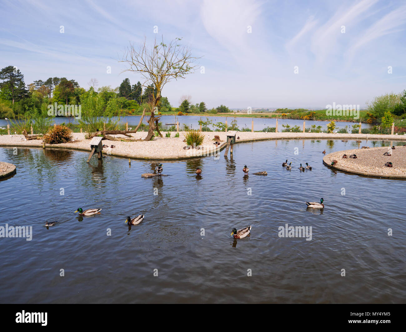 Sunny spring countryside,Northern Ireland Stock Photo - Alamy