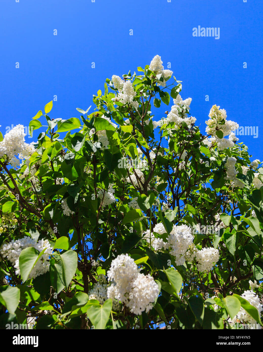 Syringa vulgaris late spring hi-res stock photography and images - Alamy