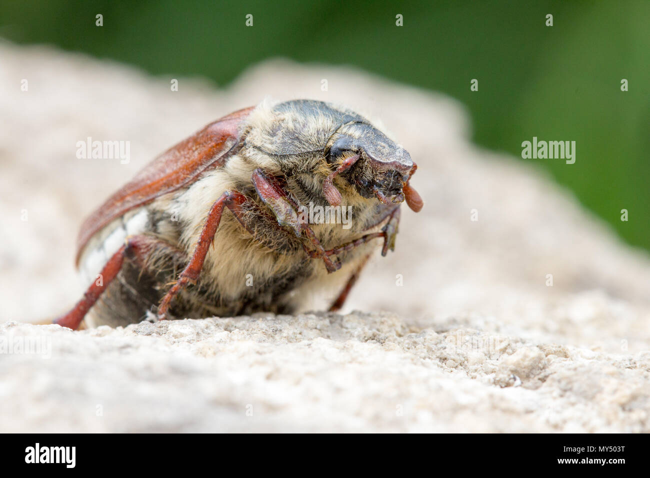 Beatles animals hi-res stock photography and images - Alamy