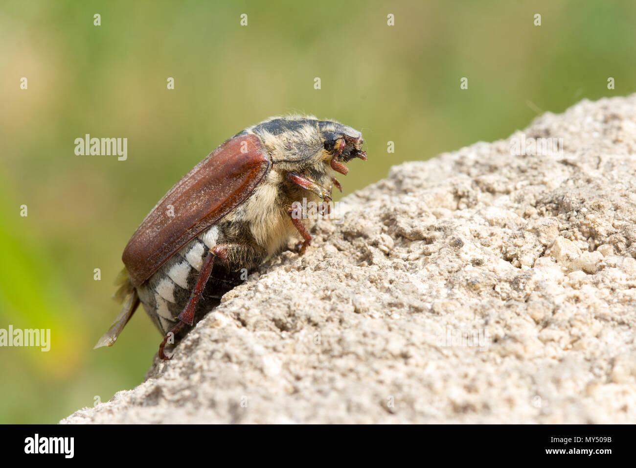 Beatles animals hi-res stock photography and images - Alamy