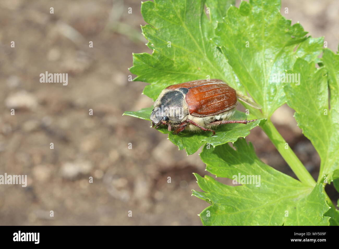 Beatles animals hi-res stock photography and images - Alamy