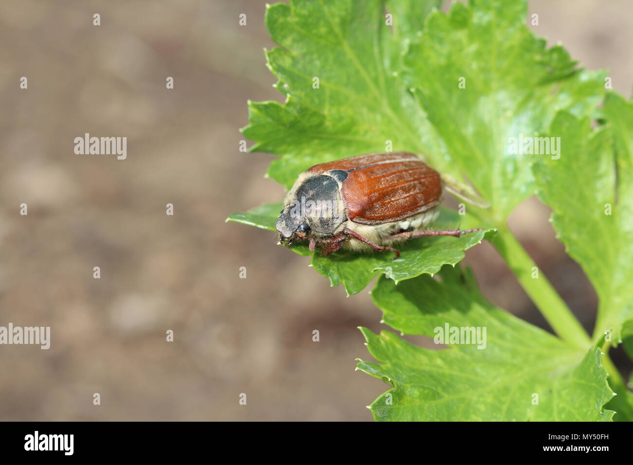 Beatles animals hi-res stock photography and images - Alamy