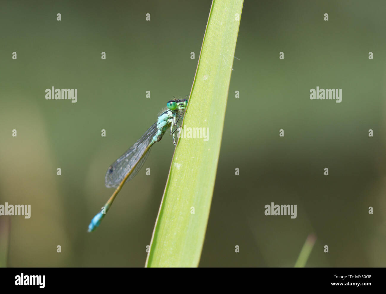 Odonata Dragonfly Damselfly Stock Photo - Alamy