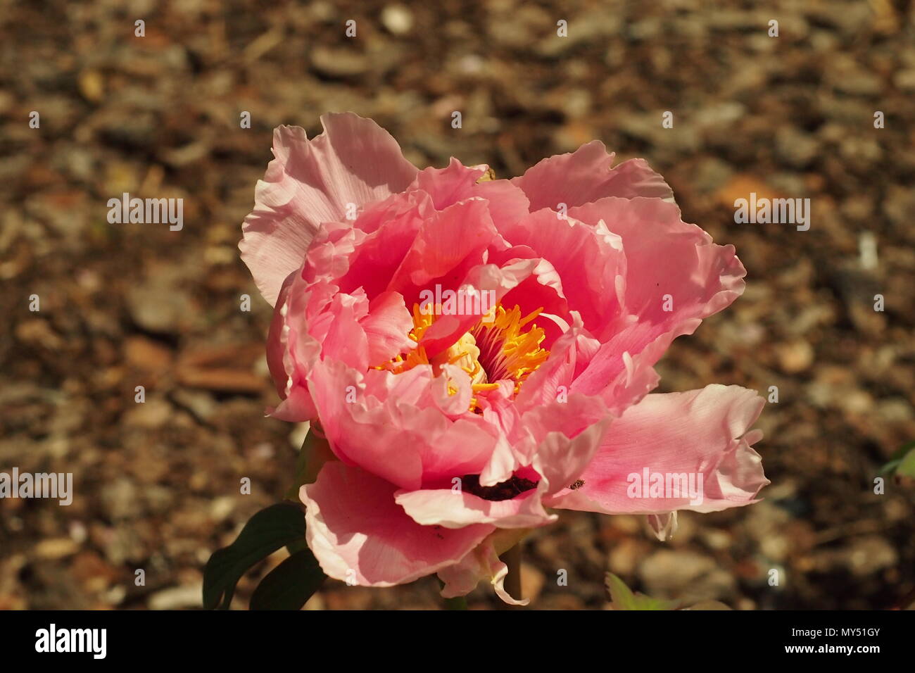 Single pink peony flower, fully open in the sunshine Stock Photo - Alamy