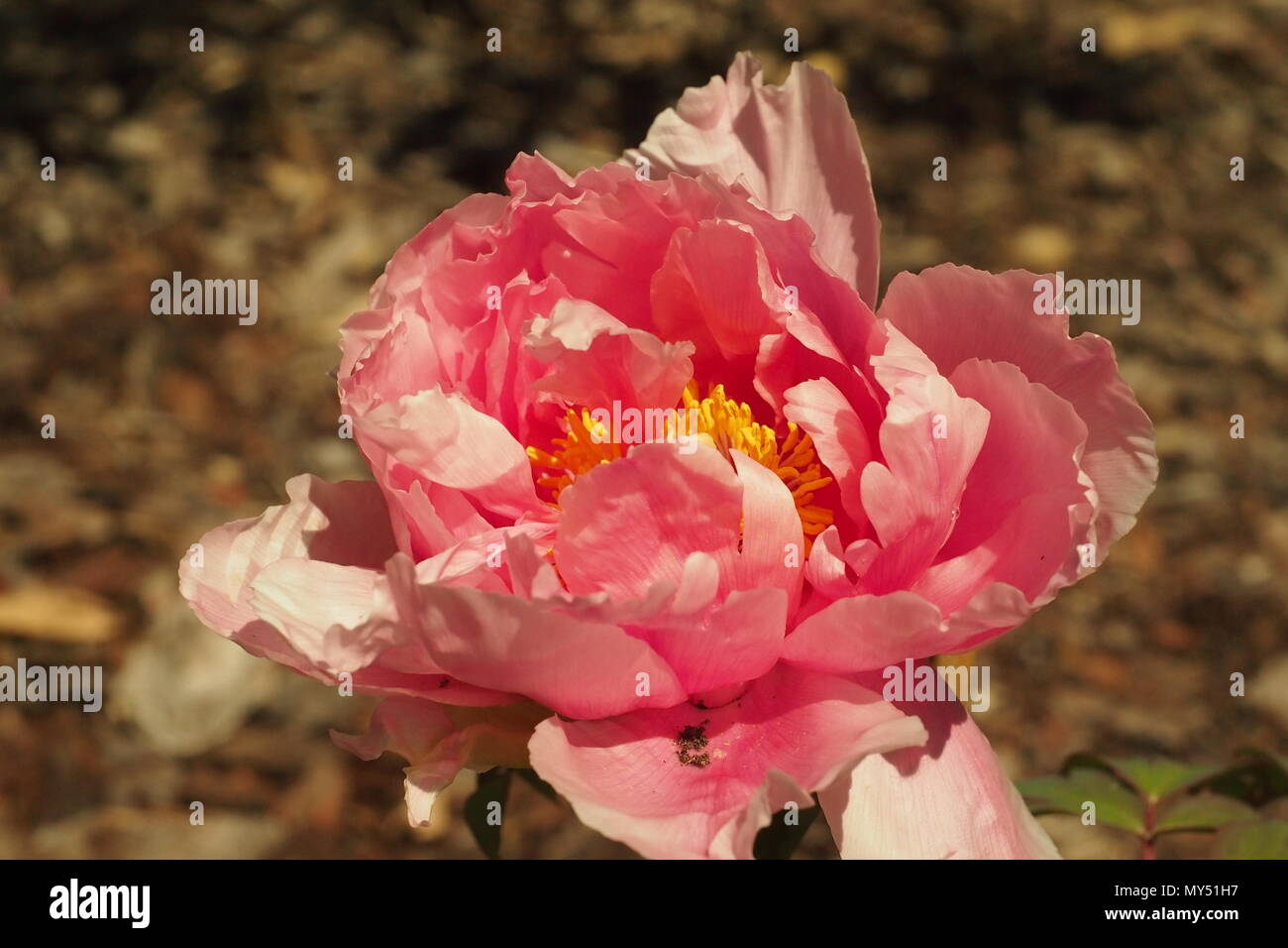 Single pink peony flower, fully open in the sunshine Stock Photo - Alamy