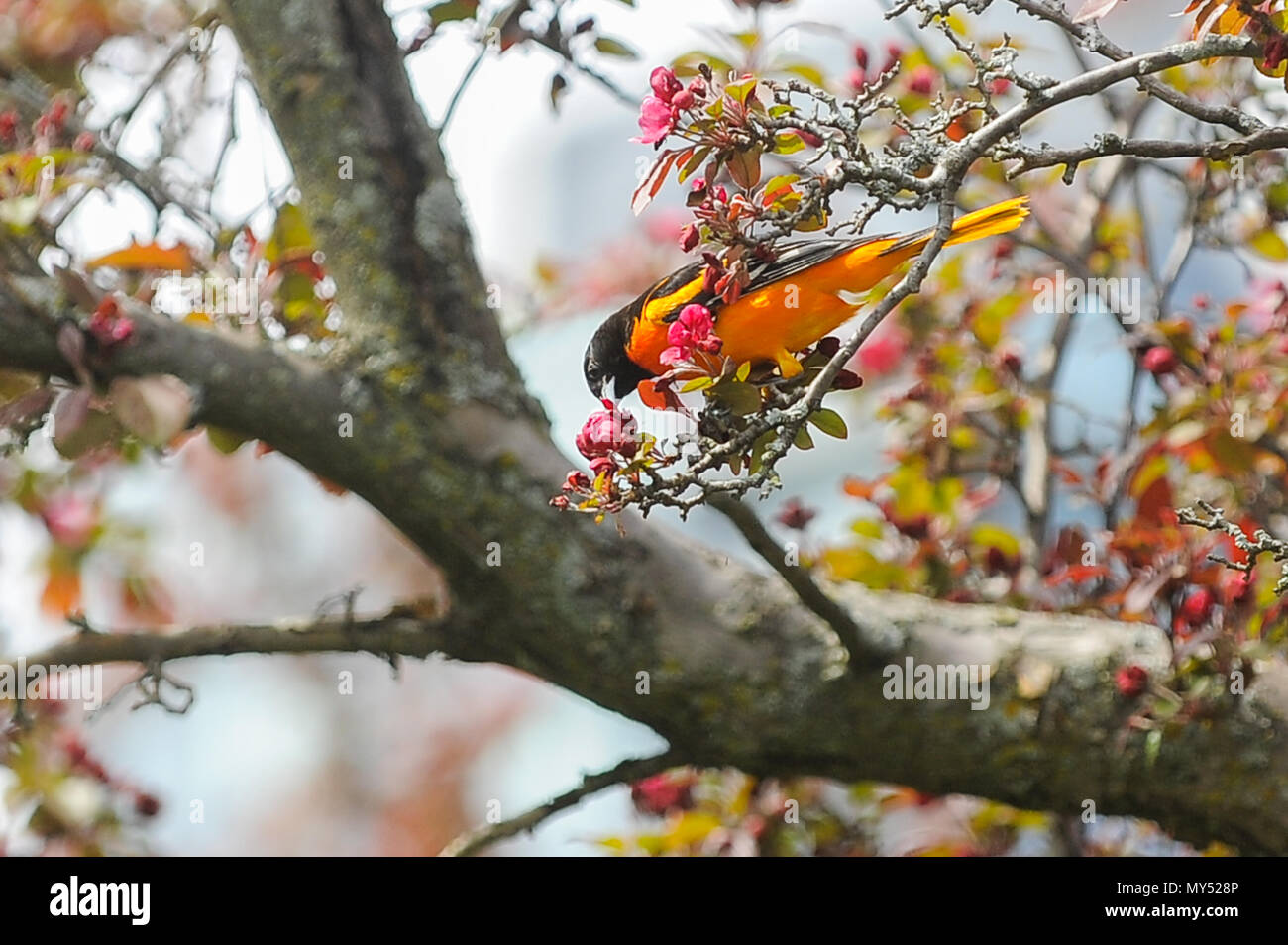 Northern Baltimore Oriole Stock Photos & Northern Baltimore Oriole ...