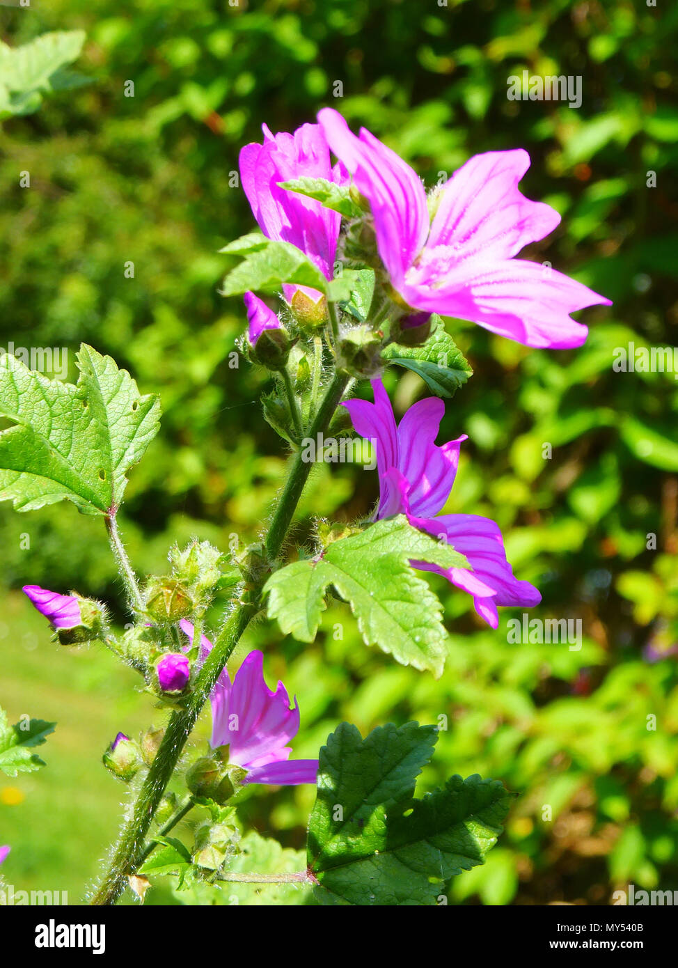 Malva sylvestris or Common Mallow Stock Photo - Alamy