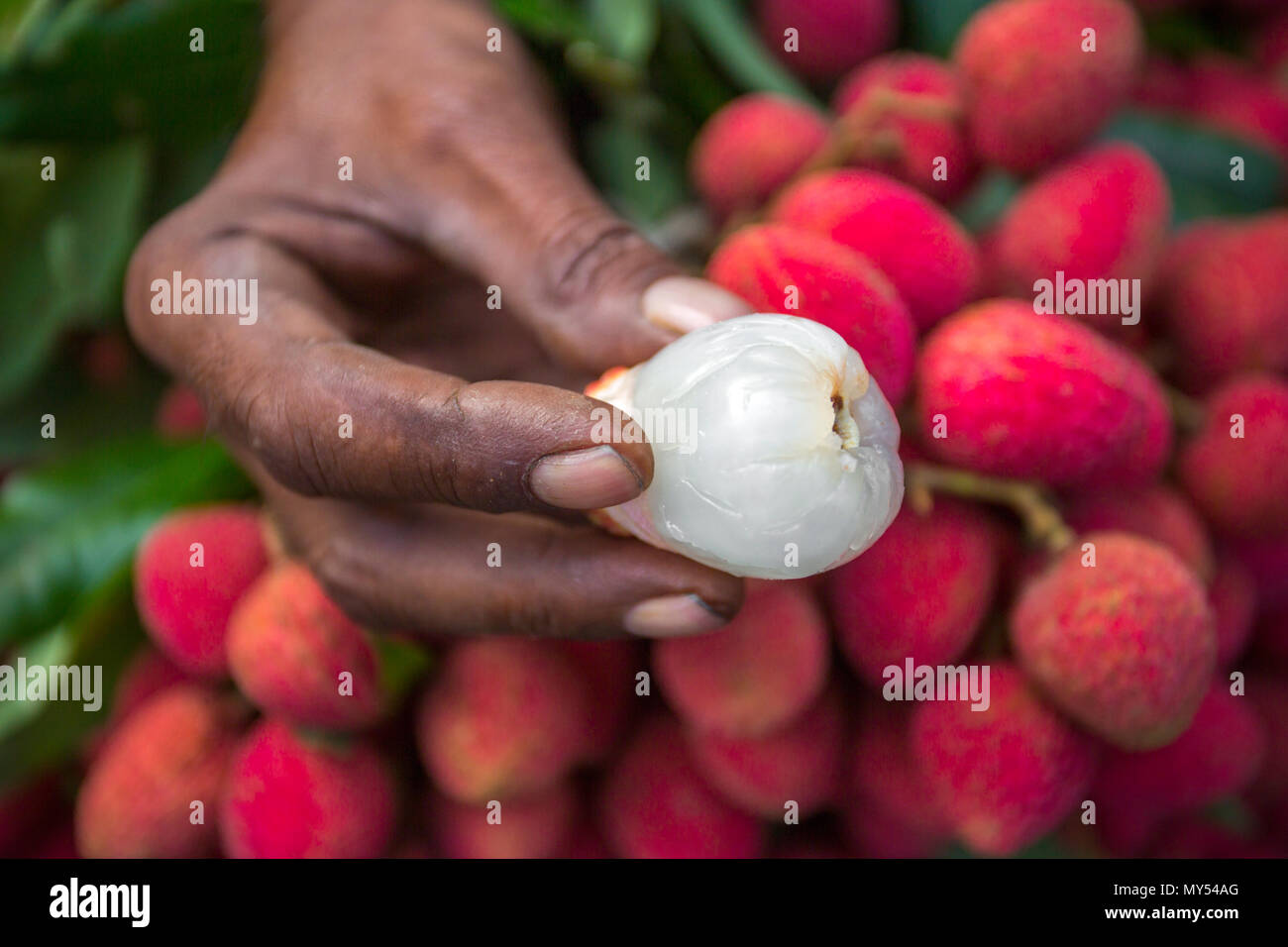 Lychee peels look over in Shimultoli Bazar at Rooppur, Ishwardi ...