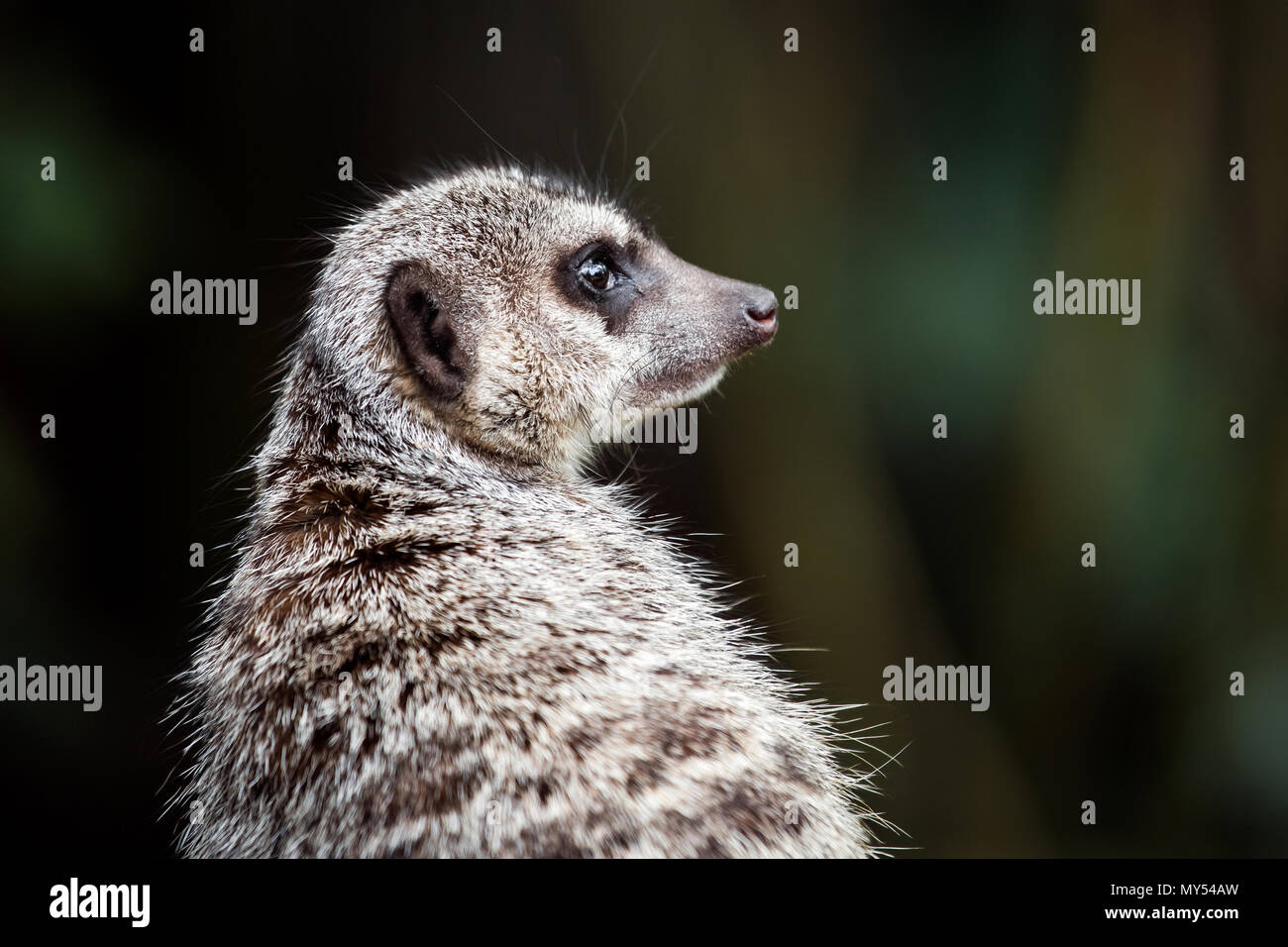 Meerkat animal hi-res stock photography and images - Alamy