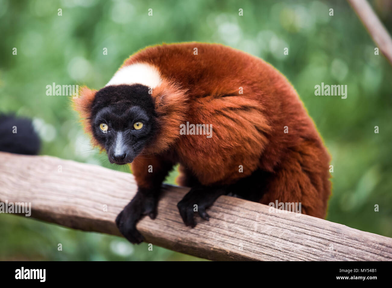Red ruffed lemur animal Stock Photo - Alamy