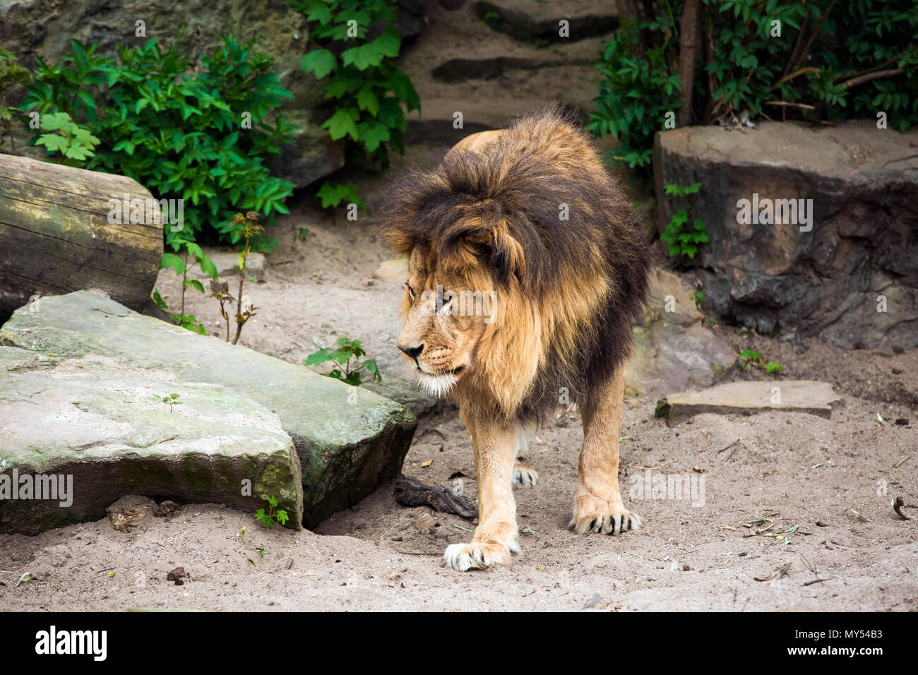 Lion face close up Stock Photo - Alamy