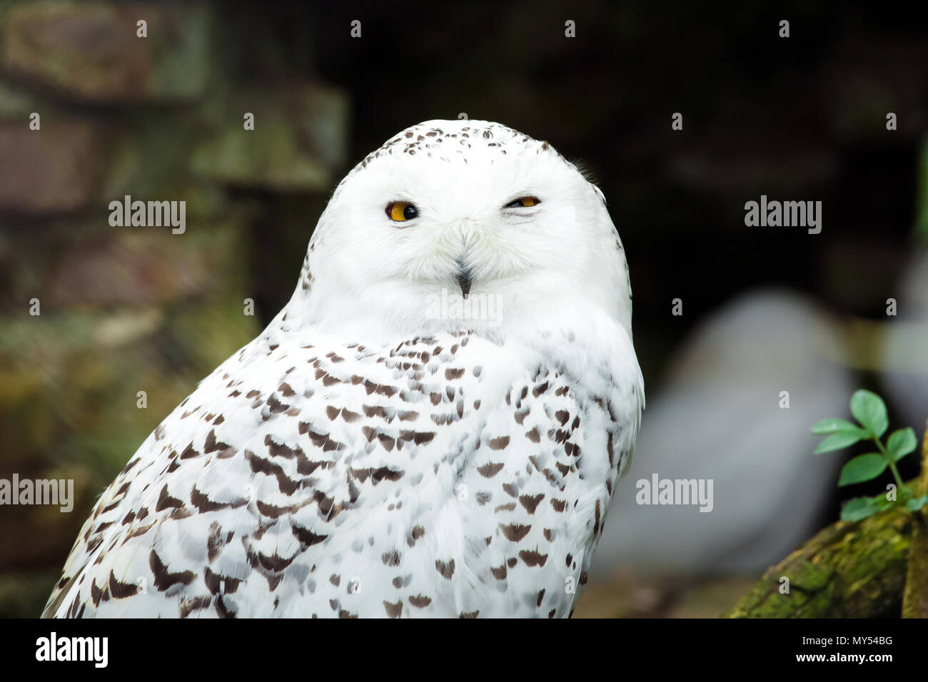 Snow white owl Stock Photo - Alamy