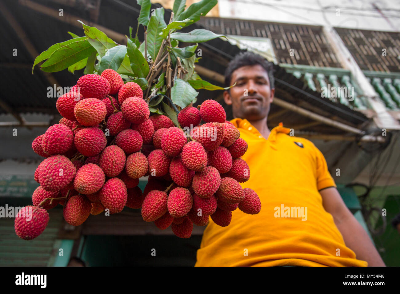 A litchi farmer shows the best litchi in their garden at Rooppur ...