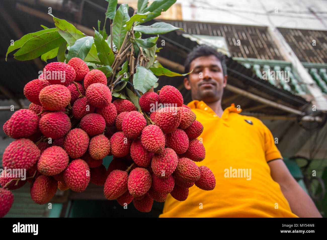 A litchi farmer shows the best litchi in their garden at Rooppur ...