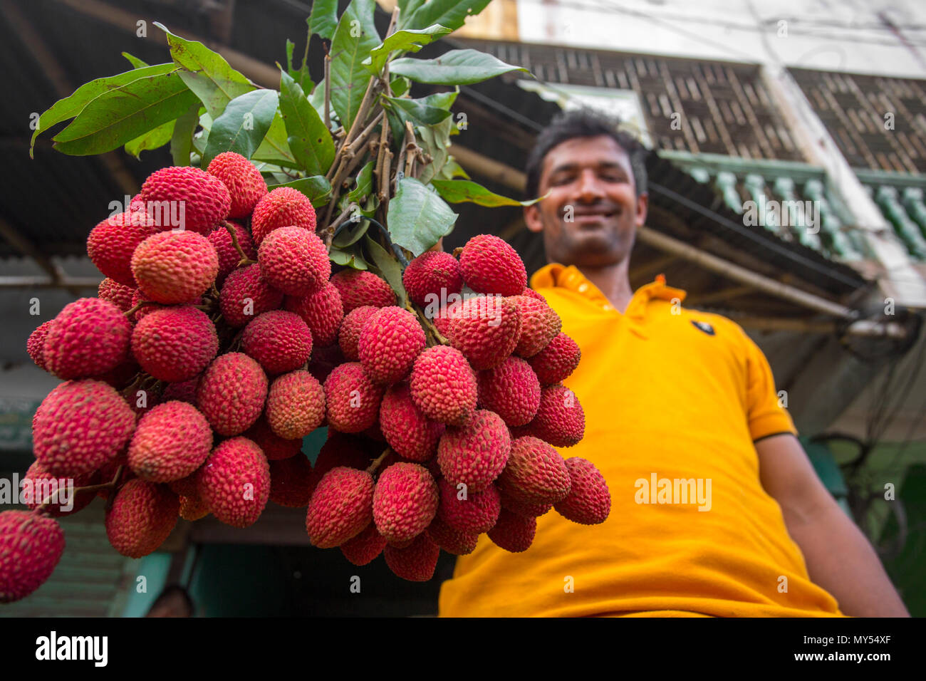 A litchi farmer shows the best litchi in their garden at Rooppur ...