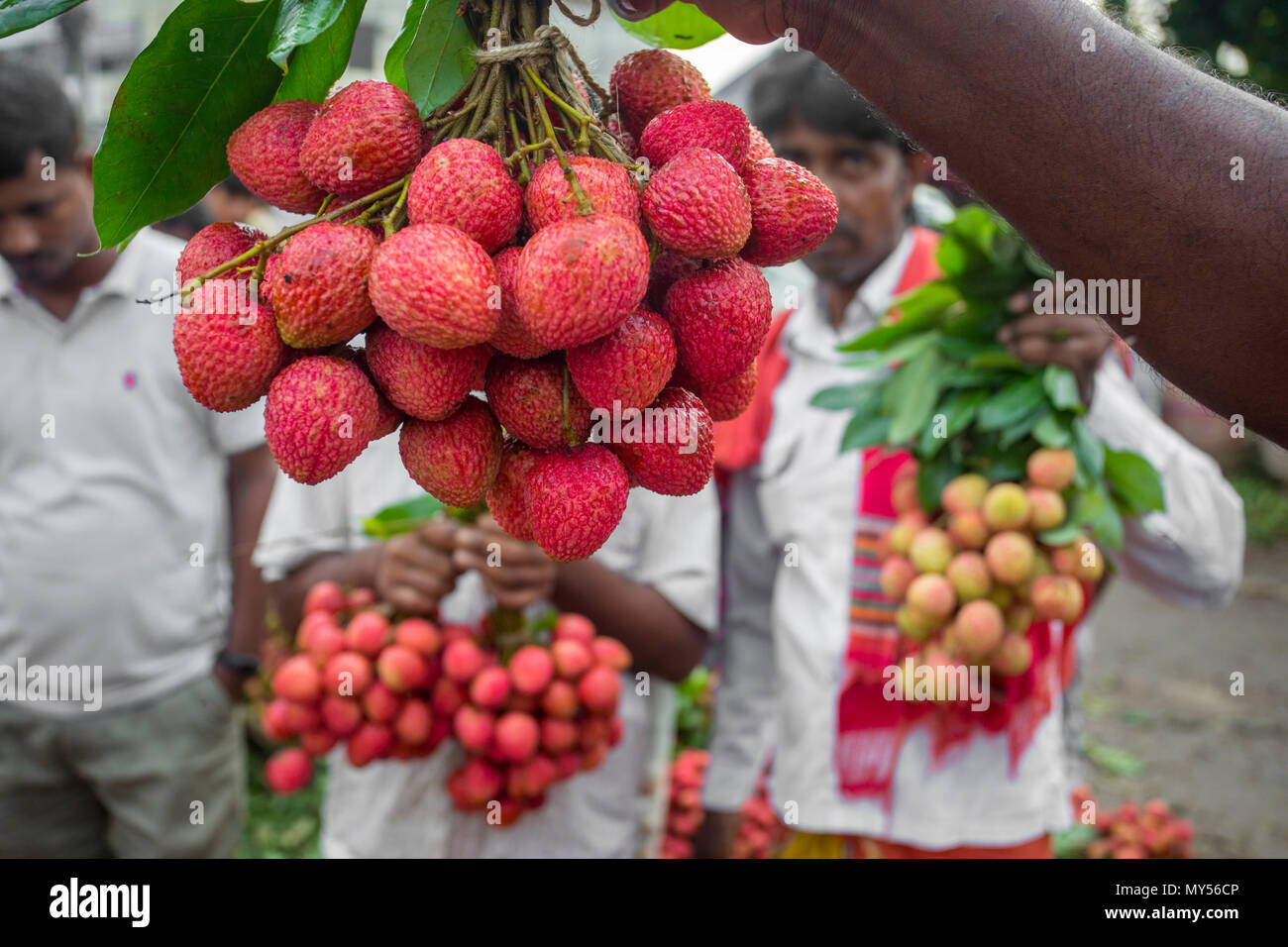 A litchi farmer shows the best litchi in their garden at Rooppur ...
