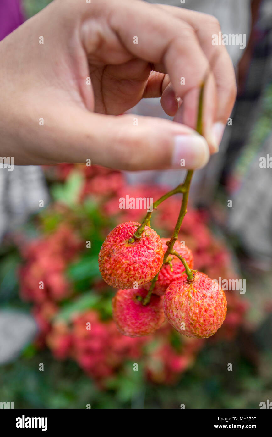 A litchi farmer shows the best litchi in their garden at Rooppur ...