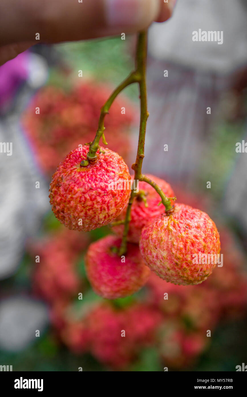 A litchi farmer shows the best litchi in their garden at Rooppur ...