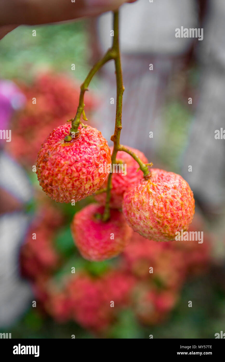 A litchi farmer shows the best litchi in their garden at Rooppur ...