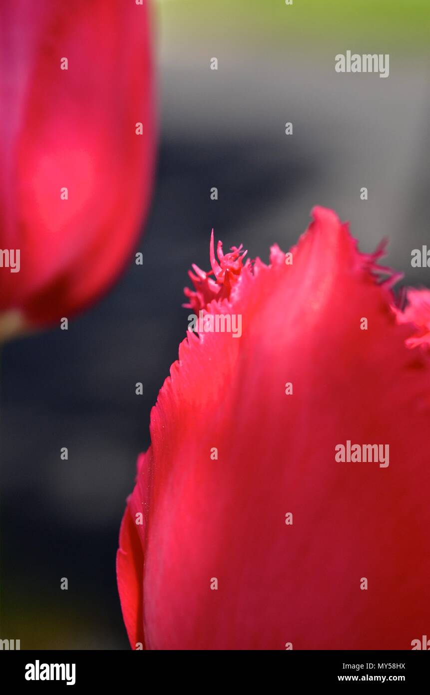 Tulip bokeh hi-res stock photography and images - Alamy