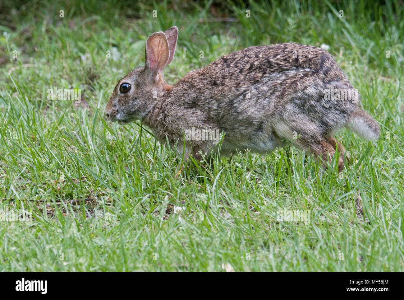 Rabbit ready to start racing Stock Photo - Alamy