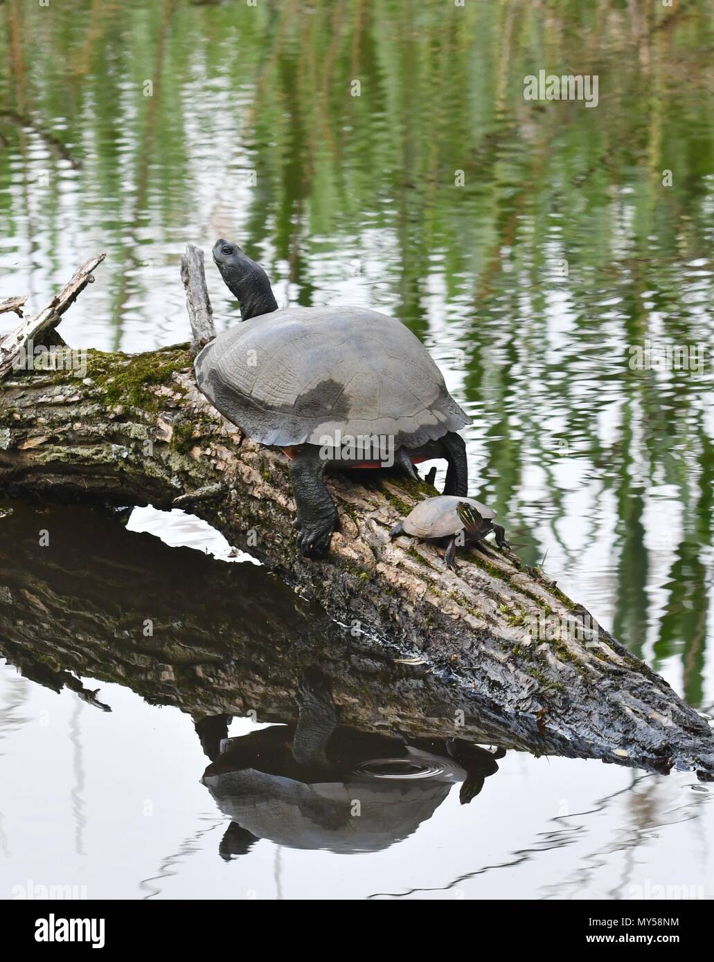 Two turtles hi-res stock photography and images - Alamy
