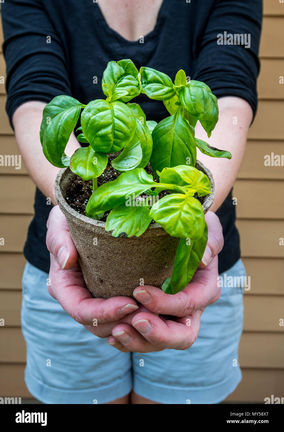 Basil start hi-res stock photography and images - Alamy