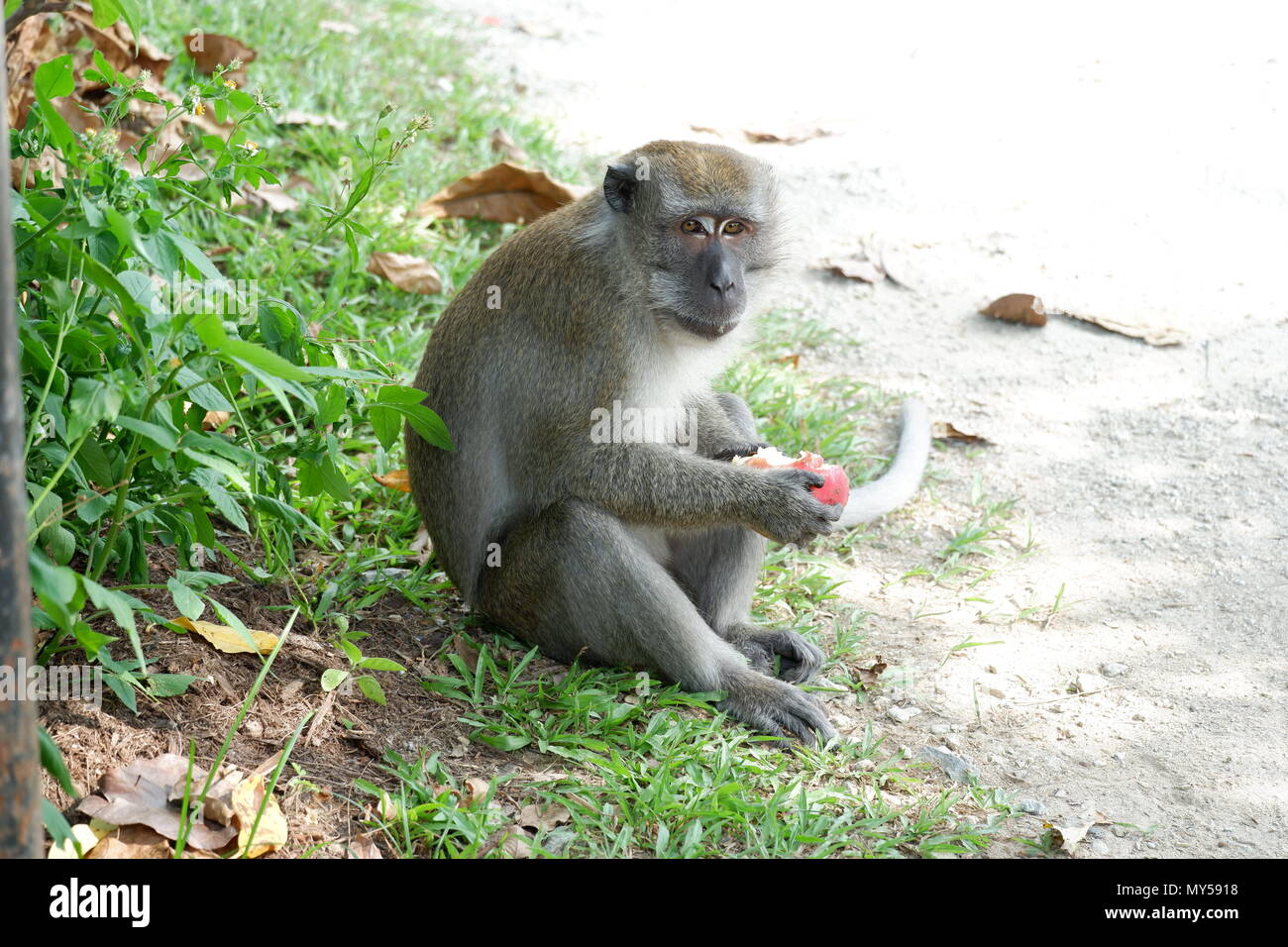 Long-tailed macaque on Coney Island, Singapore Stock Photo - Alamy