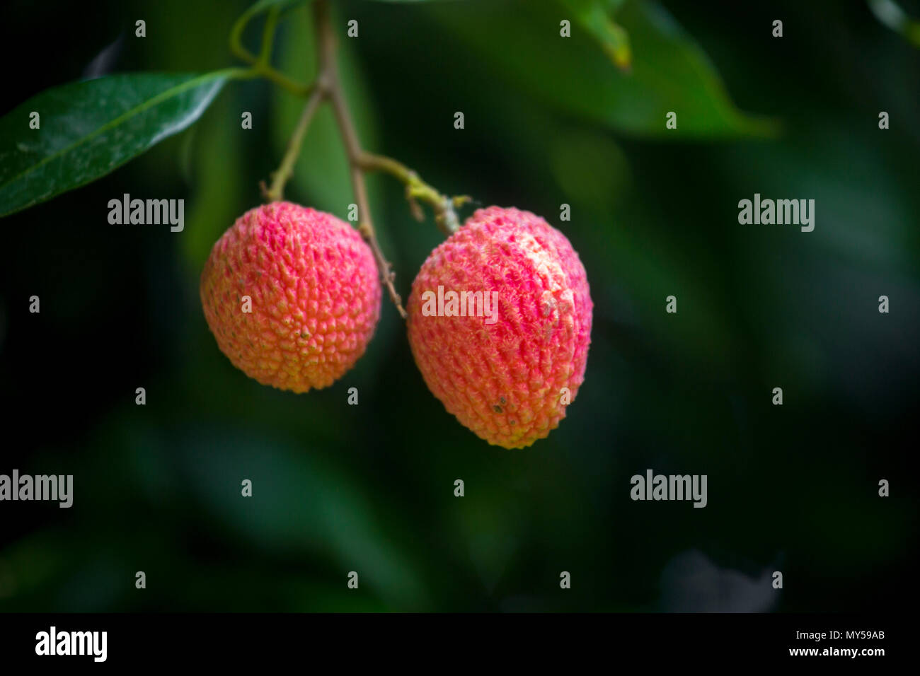 Lichie hi-res stock photography and images - Alamy