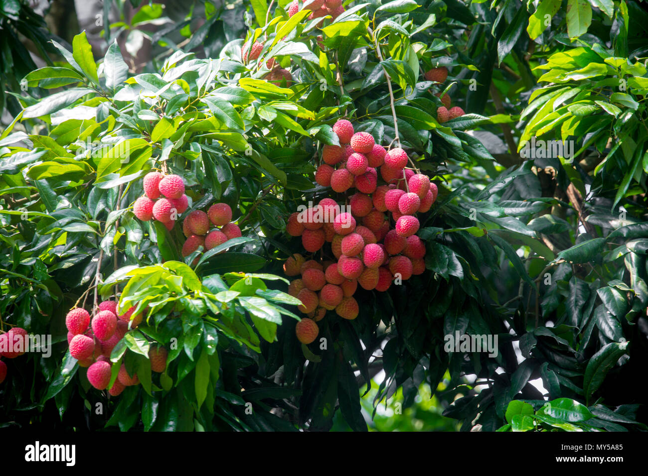 Lychee fruits litchi chinensis trees hi-res stock photography and ...