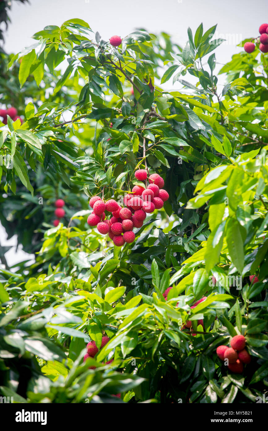 Litchi, Lichee, Lichie Leechee, Lichi, Bangla: Lichu. The Lychee is a ...