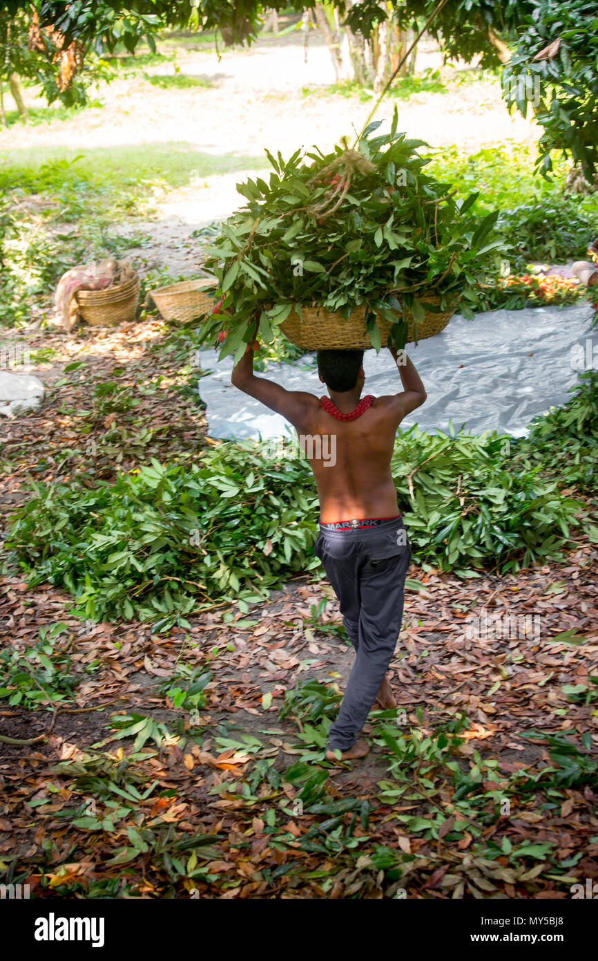 Lychee farmer family Collecting and slotting good quality of Leeches at ...